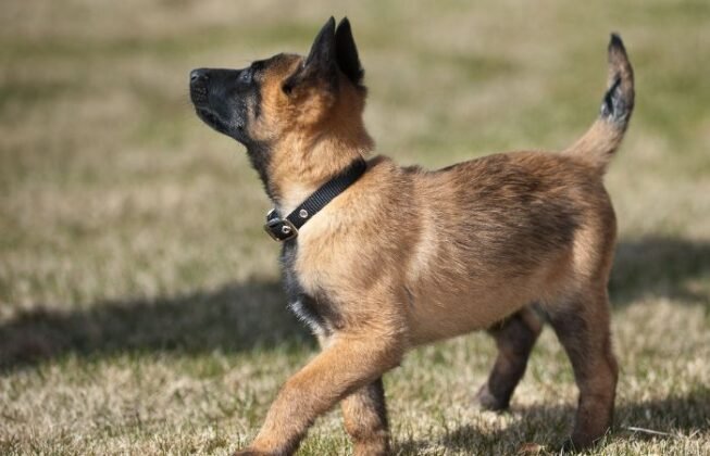 Belgian Malinois Dog Breed Height, Lifespan, Characteristics, Price and ...