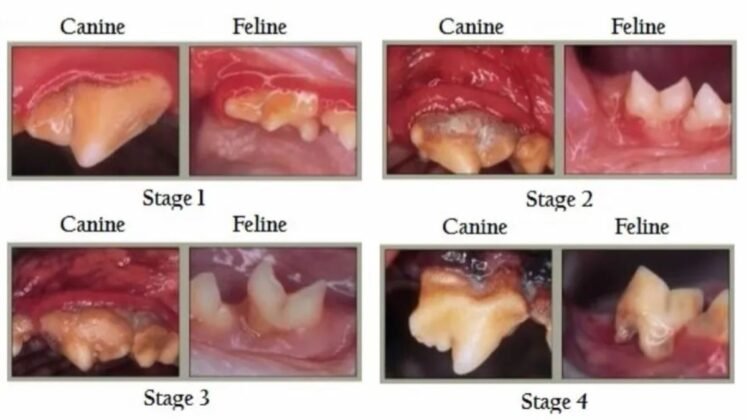 Periodontal Disease in Dogs: Symptoms, Causes, Remedies and Prevention ...