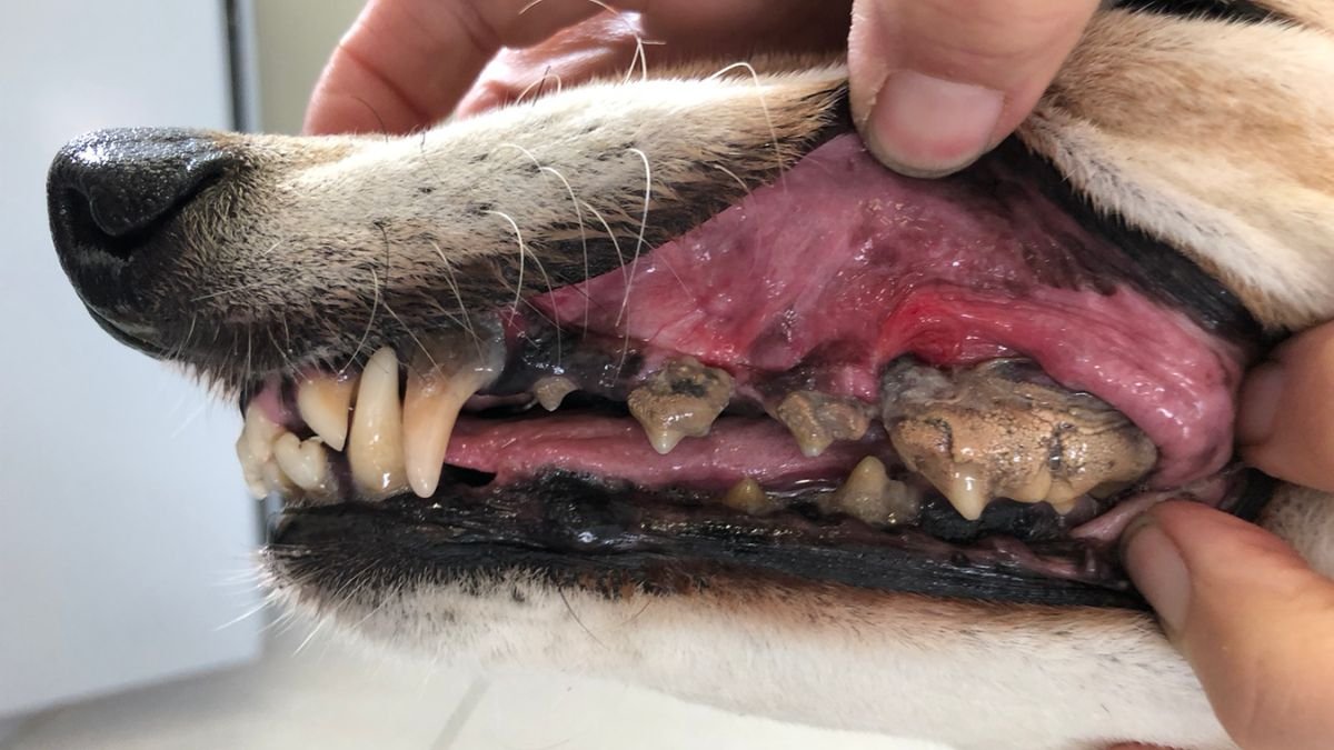 Periodontal Disease in Dogs: Symptoms, Causes, Remedies and Prevention