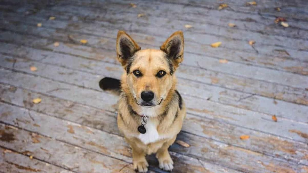 Corman Shepherd: The Corgi German Shepherd Mix Information