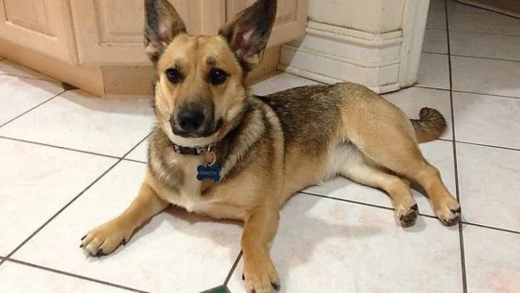 Corman Shepherd: The Corgi German Shepherd Mix Information