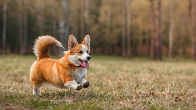 Corman Shepherd: The Corgi German Shepherd Mix Information | Pawn Pets