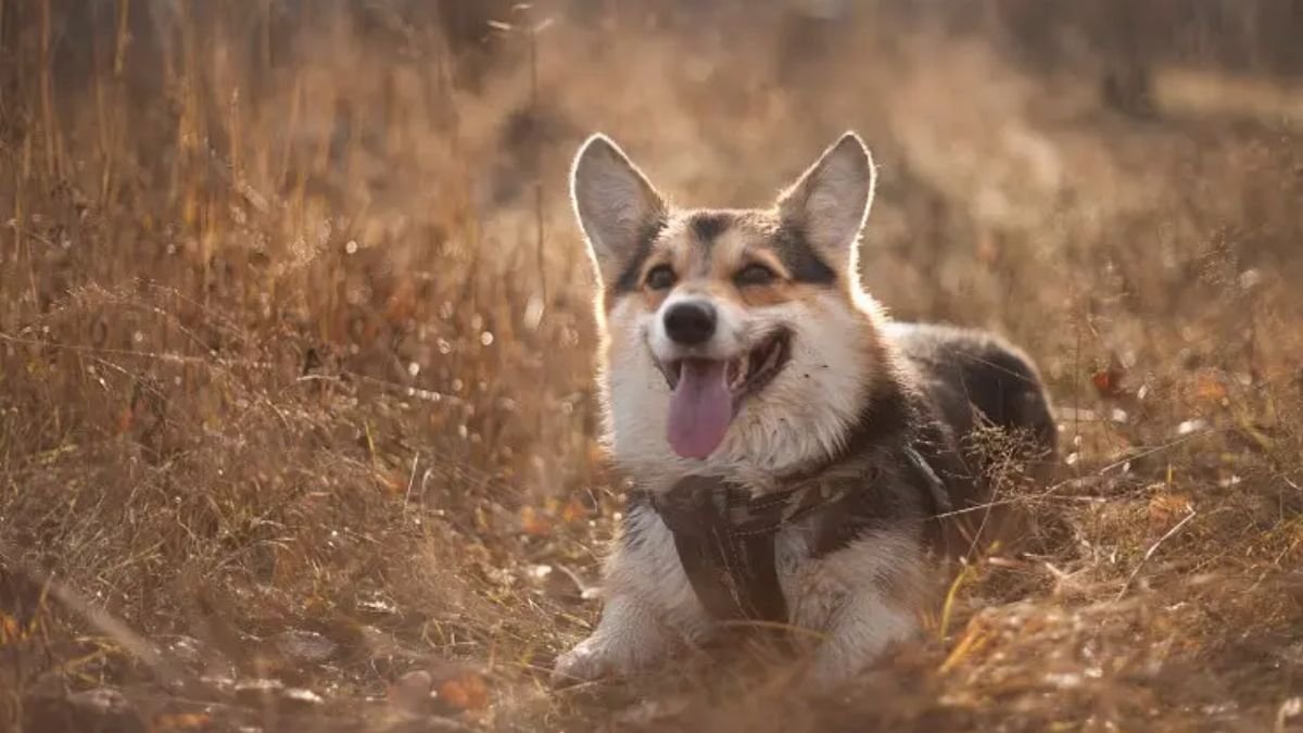 Corman Shepherd: The Corgi German Shepherd Mix Information | Pawn Pets