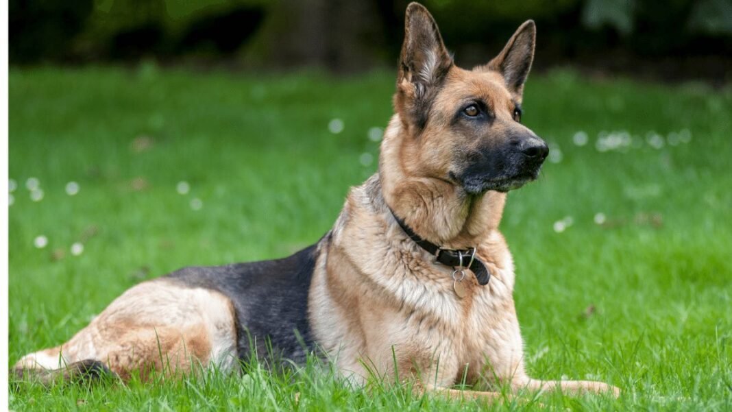 Corman Shepherd: The Corgi German Shepherd Mix Information