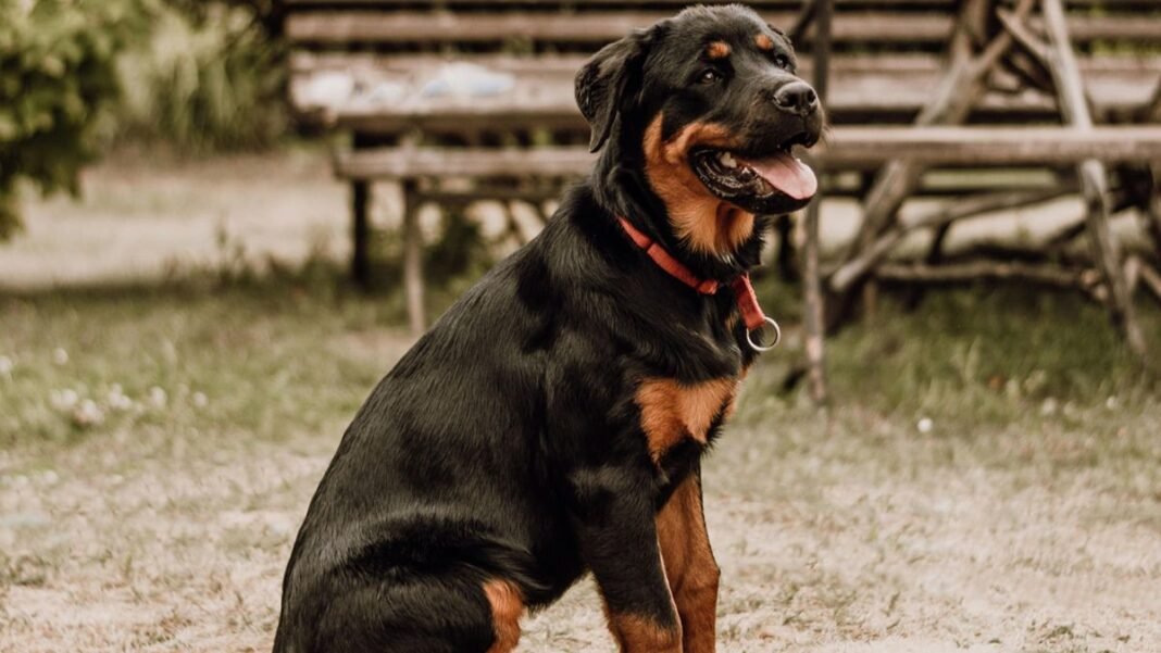 Rottweiler Dogs in India: A Complete Guide to Breed, Care, and Training