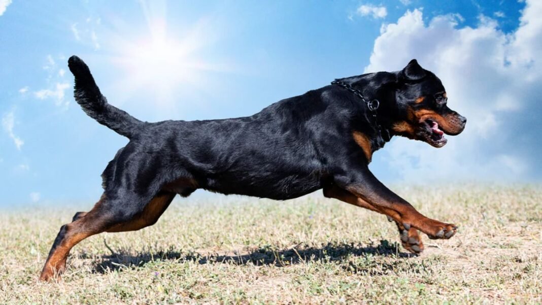 Rottweiler Dogs in India: A Complete Guide to Breed, Care, and Training