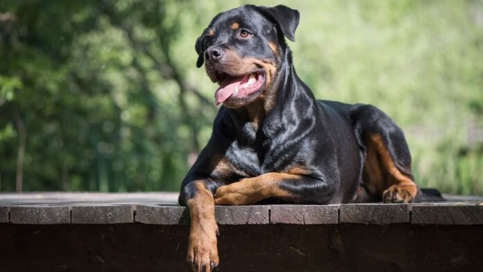 Rottweiler Dogs in India: A Complete Guide to Breed, Care, and Training