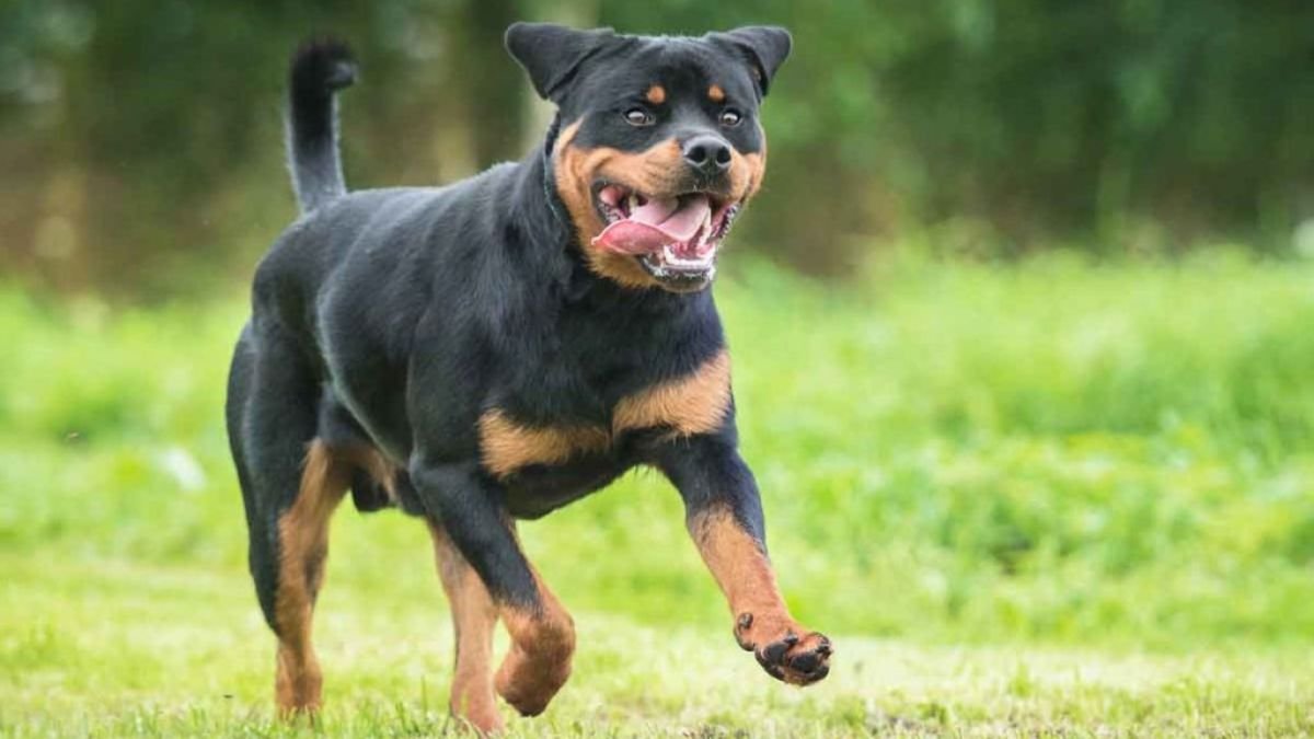 Rottweiler Dogs in India: A Complete Guide to Breed, Care, and Training