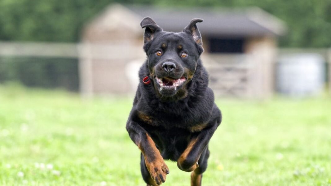 Rottweiler Dog Breed: A Complete Guide to Breed, Care & Training | Pawn ...