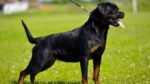 Rottweiler Dog Breed: A Complete Guide to Breed, Care & Training | Pawn ...