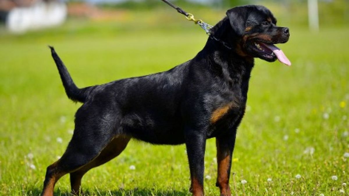 Rottweiler Dogs in India: A Complete Guide to Breed, Care, and Training